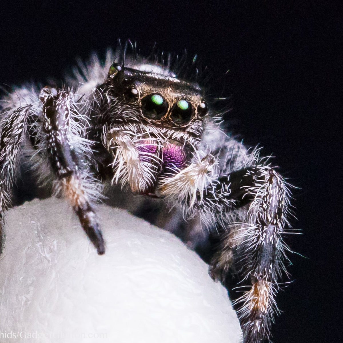 Salticidae Sunday - Salticidae Overview – BigFATPhids